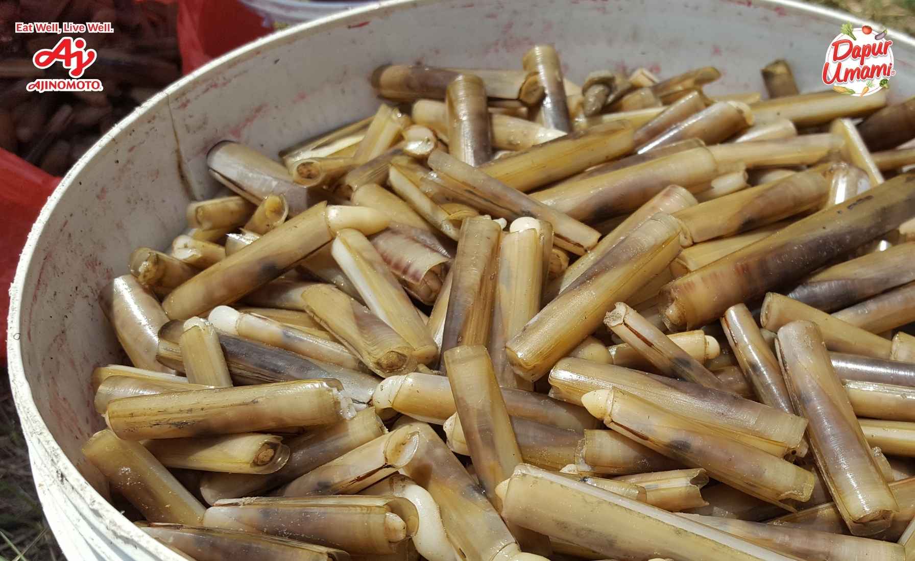 Jenis-Jenis Kerang yang Bisa Dikonsumsi dan Cara Mengolahnya - Dapur Umami