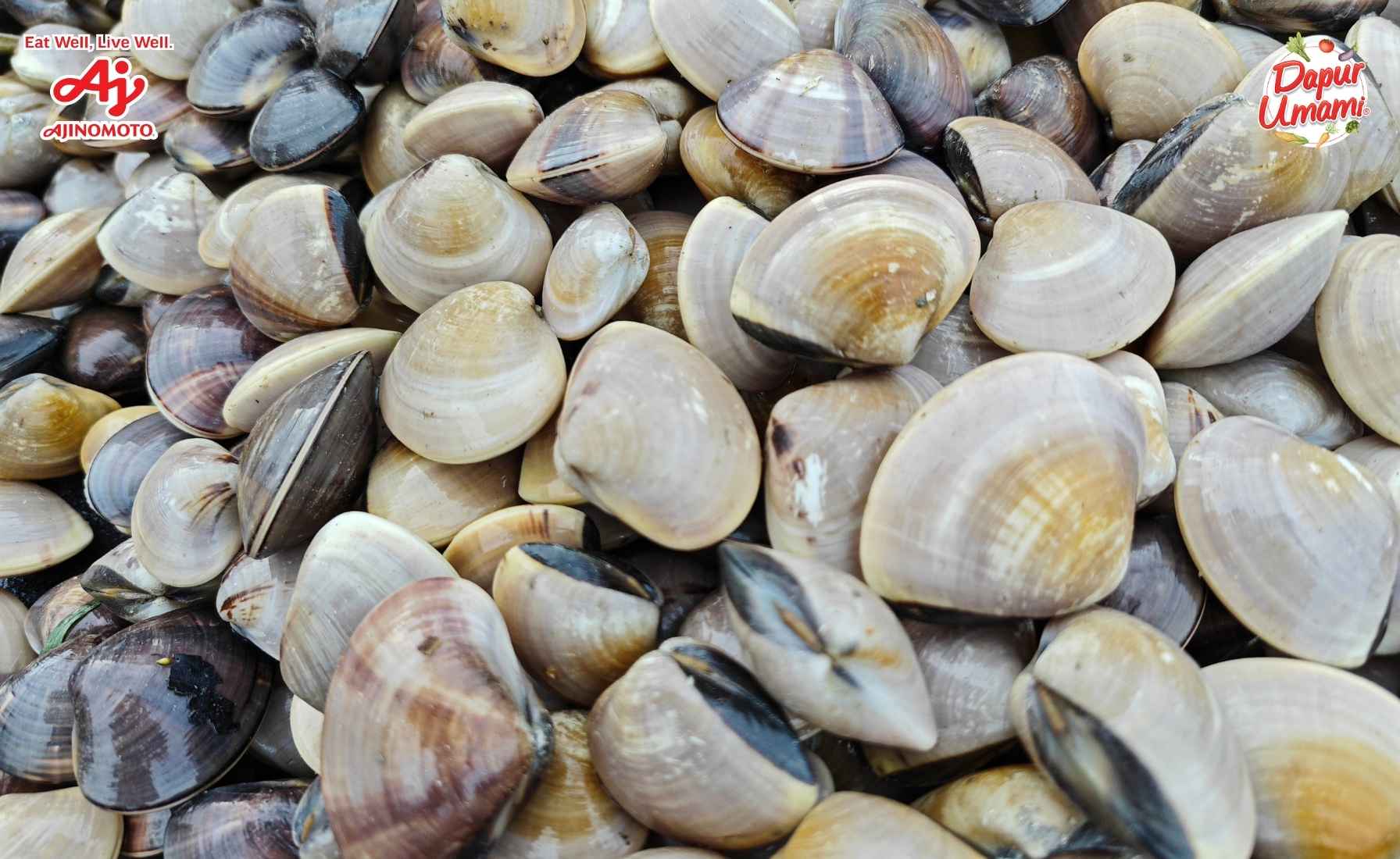 Jenis-Jenis Kerang yang Bisa Dikonsumsi dan Cara Mengolahnya - Dapur Umami